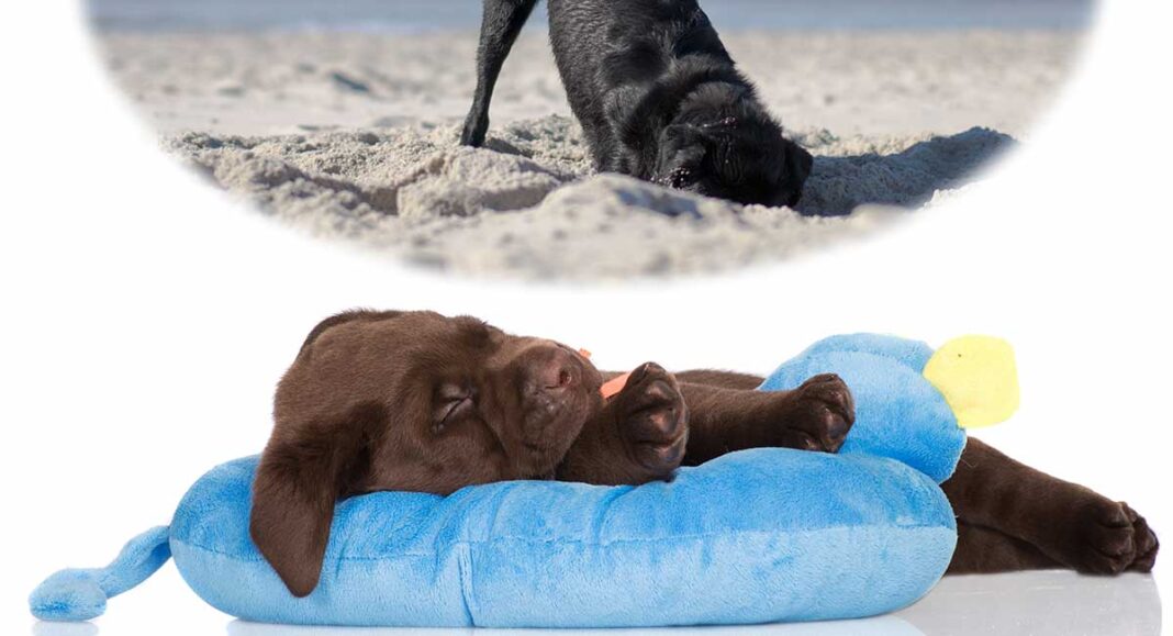 Why Do Dogs Dig In Their Beds? 9 Reasons And How To Stop Them