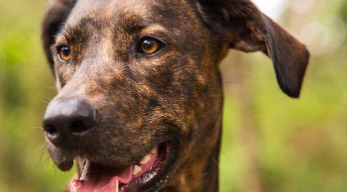 blog - Page 44 of 83 - The Labrador Site