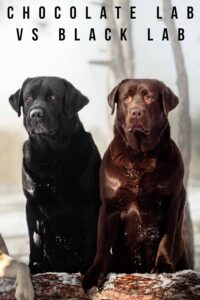 Chocolate Lab Vs Black Lab - The Battle Of The Labrador Coats