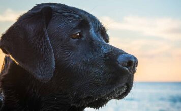 FAQ and help Archives - The Labrador Site