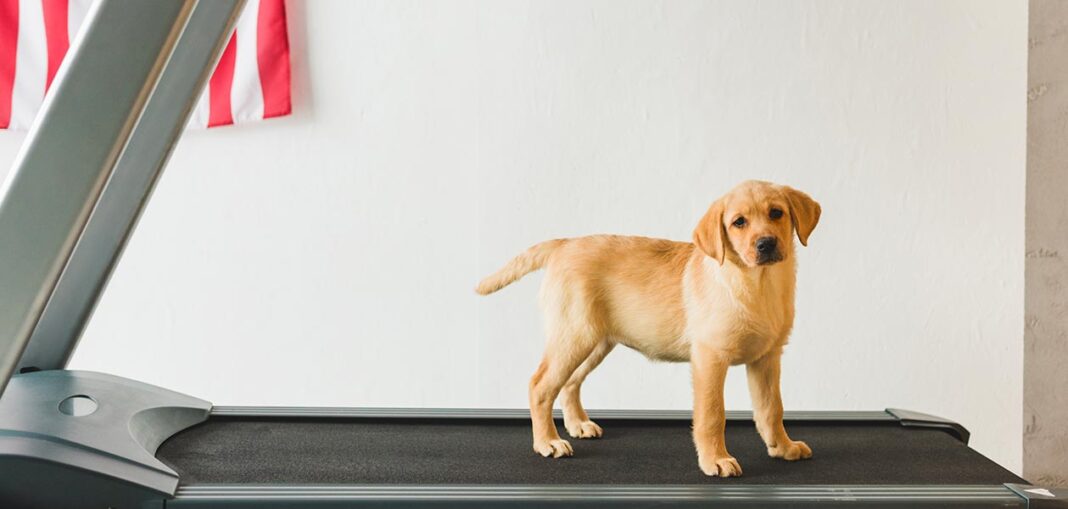 Dog Exercise: How To Exercise Your Labrador