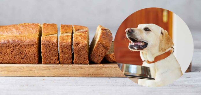Can Dogs Eat Bread Or Should It Stay On The Shelf?