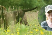 How To Teach A Dog To Stay