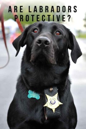 Are Labradors Protective - Will Your Lab Leap To Your Defence?