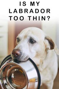Is My Labrador Too Thin? Top Tips For Helping Your Skinny Lab Stay Fit