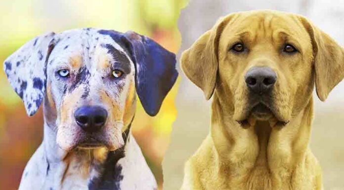 blog - Page 18 of 86 - The Labrador Site