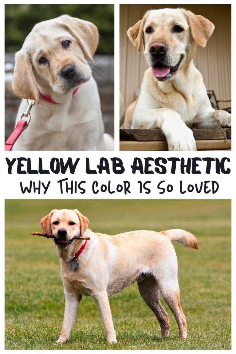 Meet the Yellow Lab: From Looks to Loveable Traits!