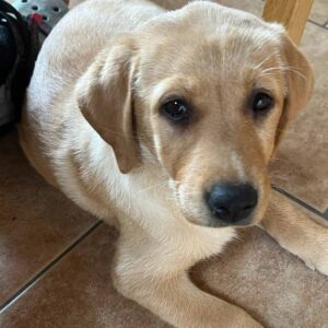 Meet the Yellow Lab: From Looks to Loveable Traits!