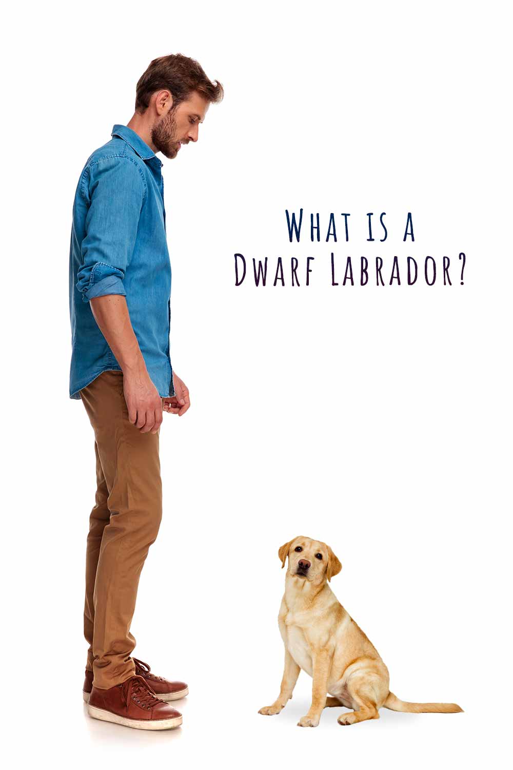 Labrador nain – À quoi s’attendre des laboratoires à pattes courtes