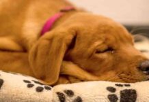 Lab Mix: Labrador Cross Breeds - The Labrador Site