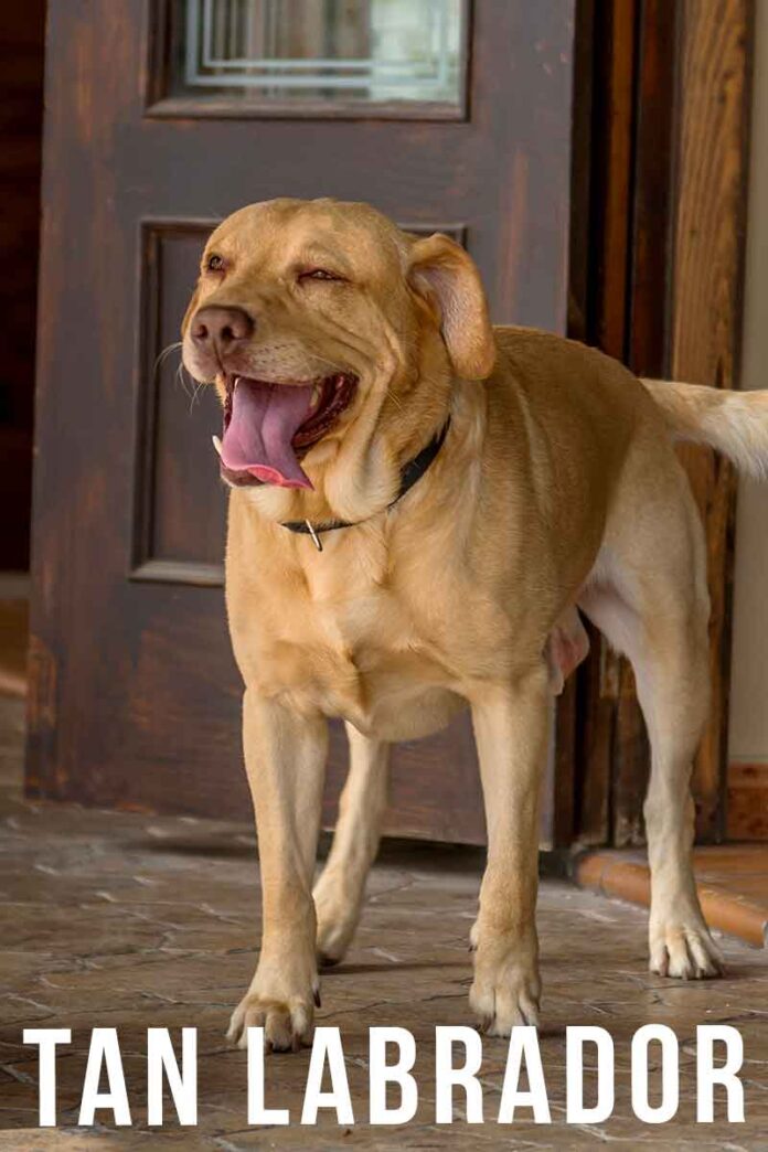 Tan Labrador - A Guide To Tan Yellow Labs And Common Tan Mismarks