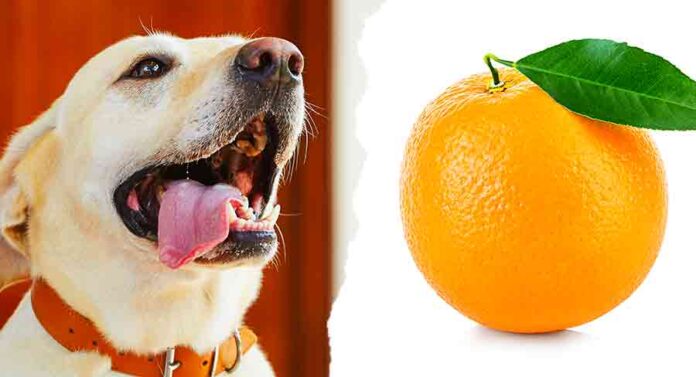 Can Dogs Eat Oranges: Are Oranges Good For Dogs?