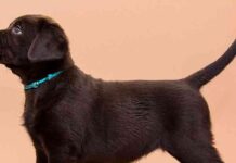 Your Dogs Sense Of Smell - Just How Good Is It - The Labrador Site