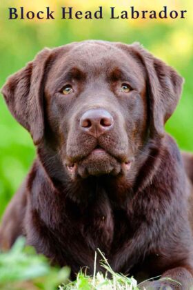 Block Head Lab - Which Labs Have Block Heads?
