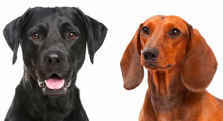 Lab Hound Mix - A Complete Guide To Labrador Hound Mix Breed Dogs