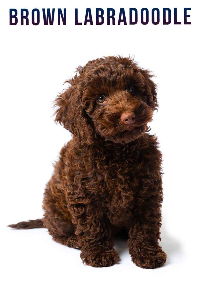 Brown Labradoodle A Complete Guide To The Chocolate Labradoodle brown-labradoodle-a-complete-guide-to-the-chocolate-labradoodle
