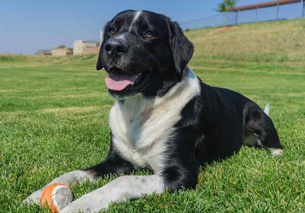 Lab Mix: The Diverse Range of Labrador Cross Breeds