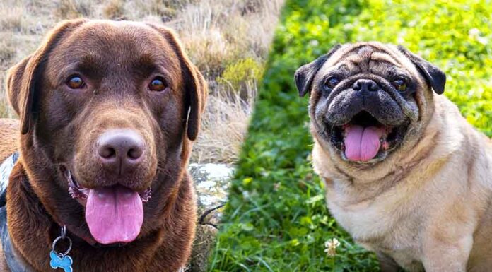 blog - Page 10 of 83 - The Labrador Site