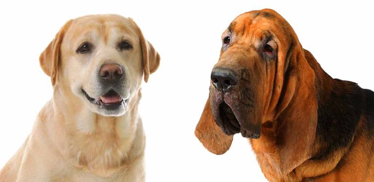 Lab Hound Mix - A Complete Guide To Labrador Hound Mix Breed Dogs