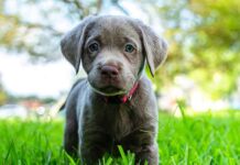 Fox Red Lab - Your Guide To The Fox Red Labrador Retriever