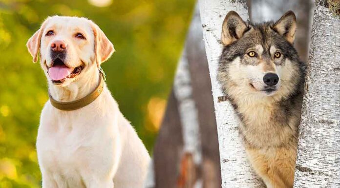 blog - Page 12 of 82 - The Labrador Site