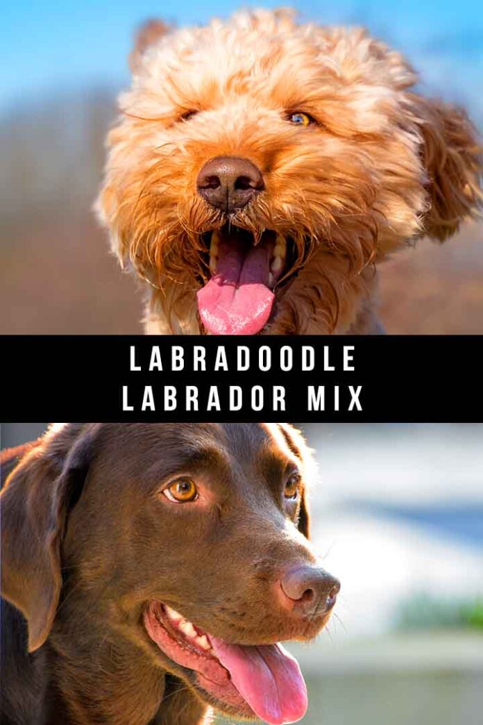 Labradoodle Labrador Mix - Secrets Of An F1b Cross