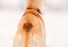 Crochet Labrador: How To Make Your Own Toy Dog