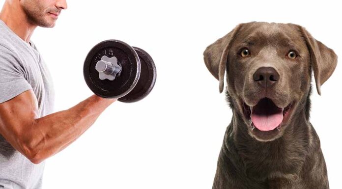 blog - Page 8 of 83 - The Labrador Site