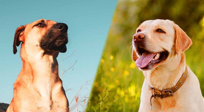 blog - Page 8 of 83 - The Labrador Site