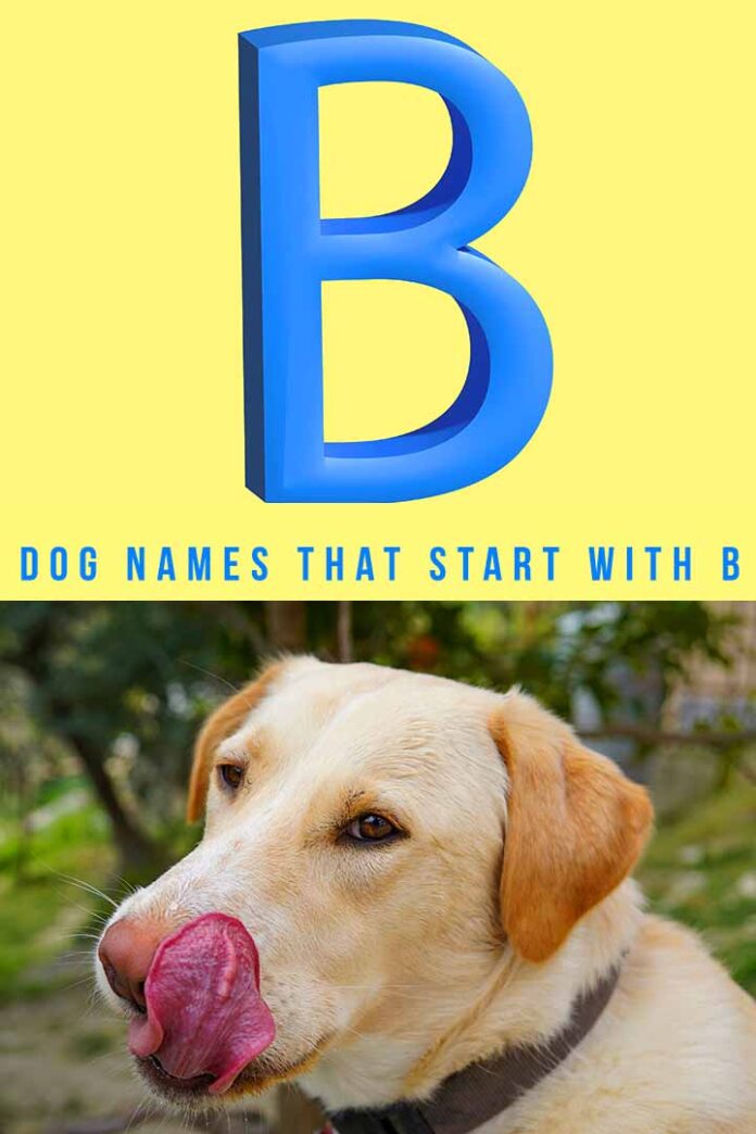 Bold and Beautiful Dog Names That Start With B
