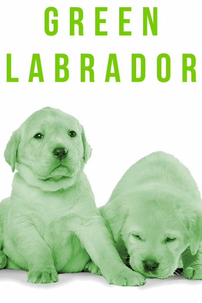 Green Labrador - The Most Unusual Puppy Color Of All!