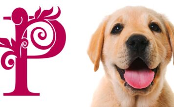 Dog Names Archives - The Labrador Site