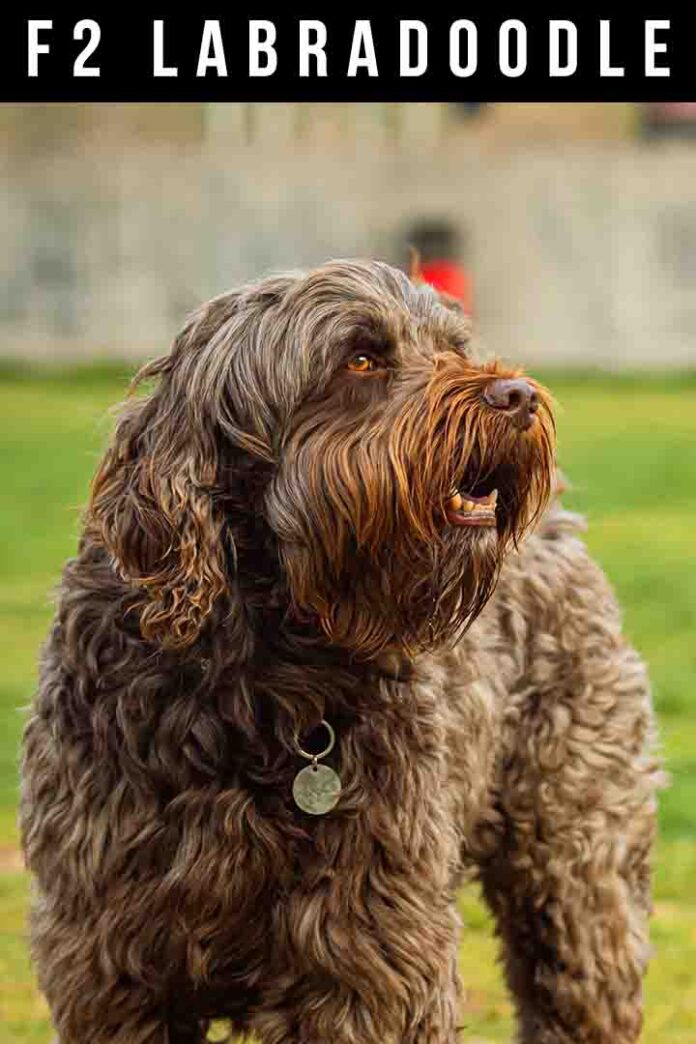 F2 Labradoodle - All You Need To Know About 2nd Generation Doodles