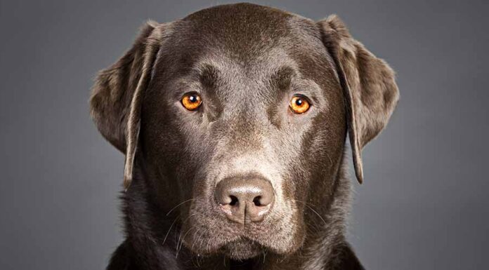 blog - Page 6 of 87 - The Labrador Site