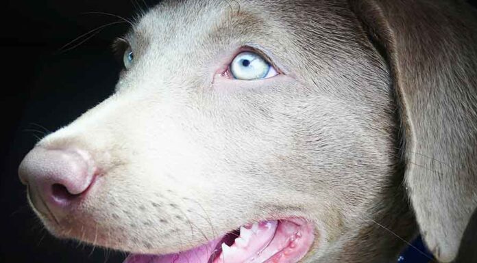 blog - Page 3 of 83 - The Labrador Site