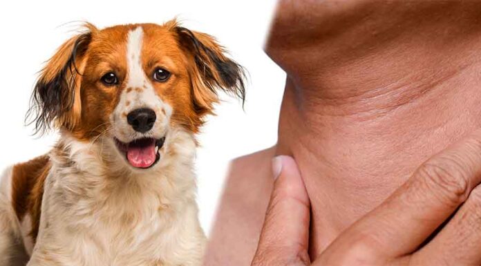 blog - Page 3 of 83 - The Labrador Site