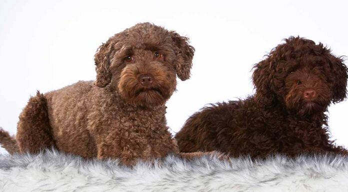 blog - Page 3 of 83 - The Labrador Site