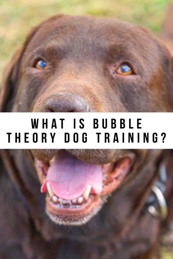What Is Bubble Theory Dog Training And How Can It Help You?