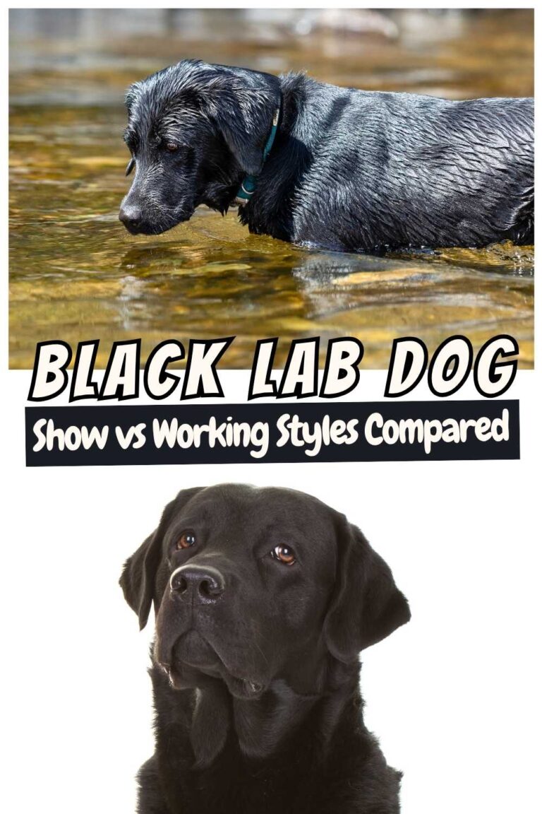 Black Lab - A Complete Guide to the Black Labrador Retriever