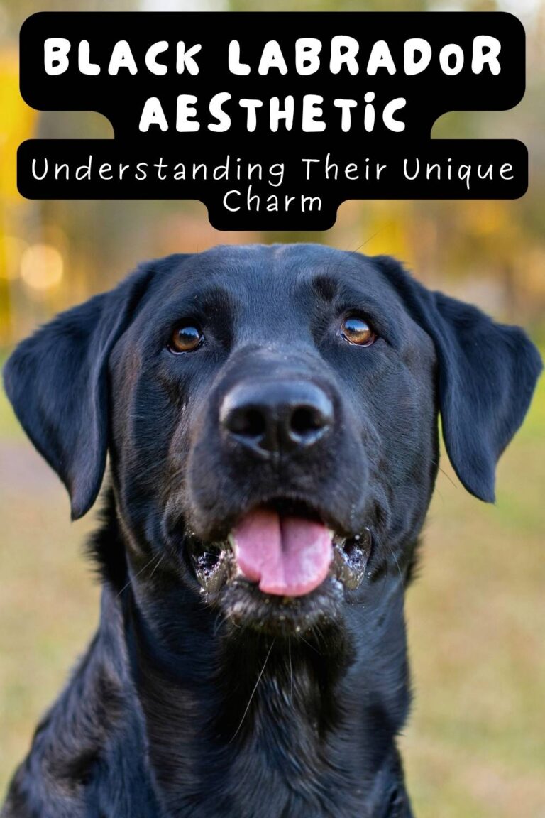 Black Lab - A Complete Guide to the Black Labrador Retriever