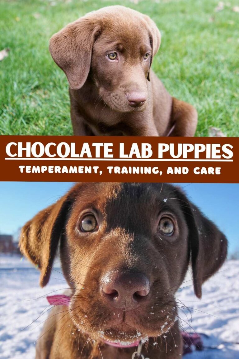 Chocolate Lab - Your Guide To The Chocolate Labrador Retriever