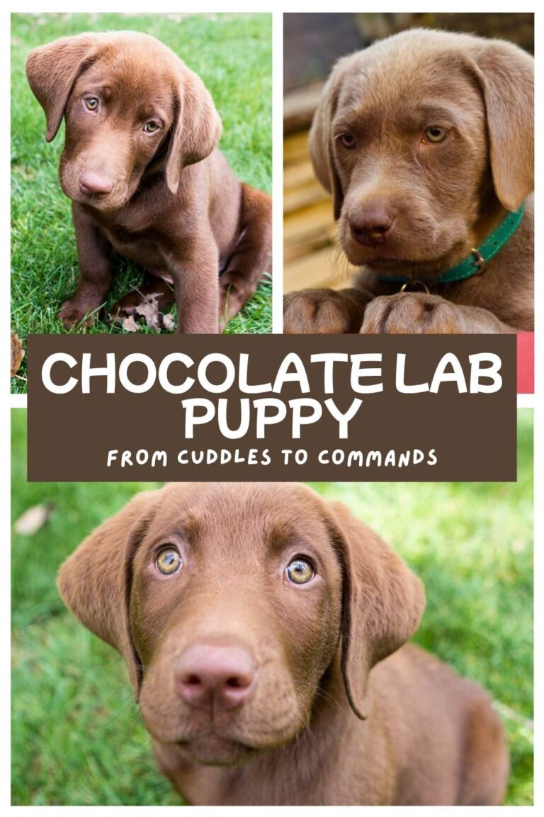 Chocolate Lab - Your Guide To The Chocolate Labrador Retriever