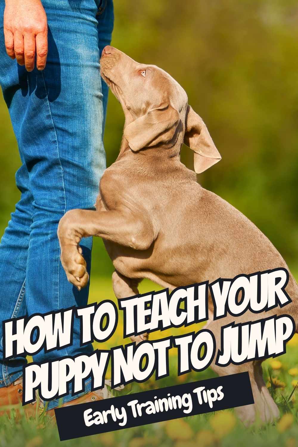 How To Stop Your Dog Jumping Up