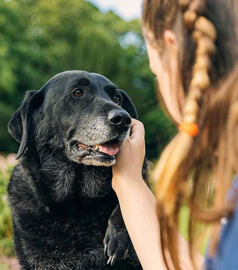 Labrador Retriever Lifespan - How Long Do Labradors Live?