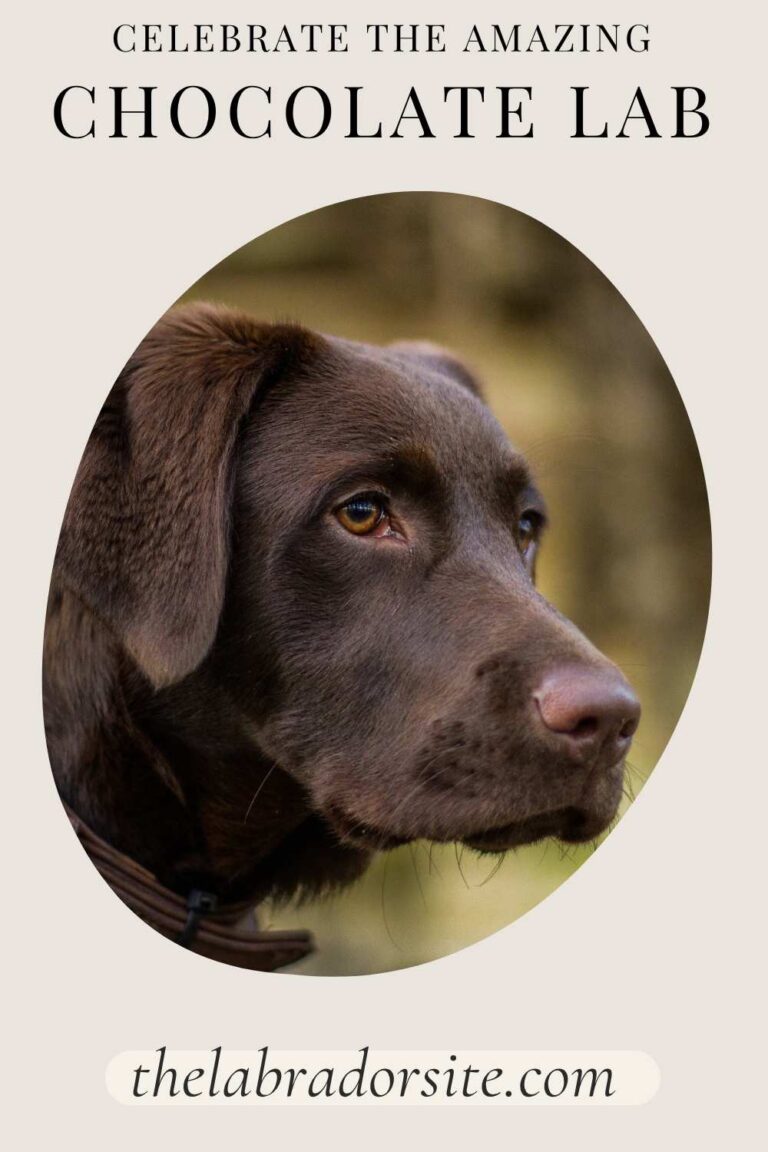 Chocolate Lab - Your Guide To The Chocolate Labrador Retriever