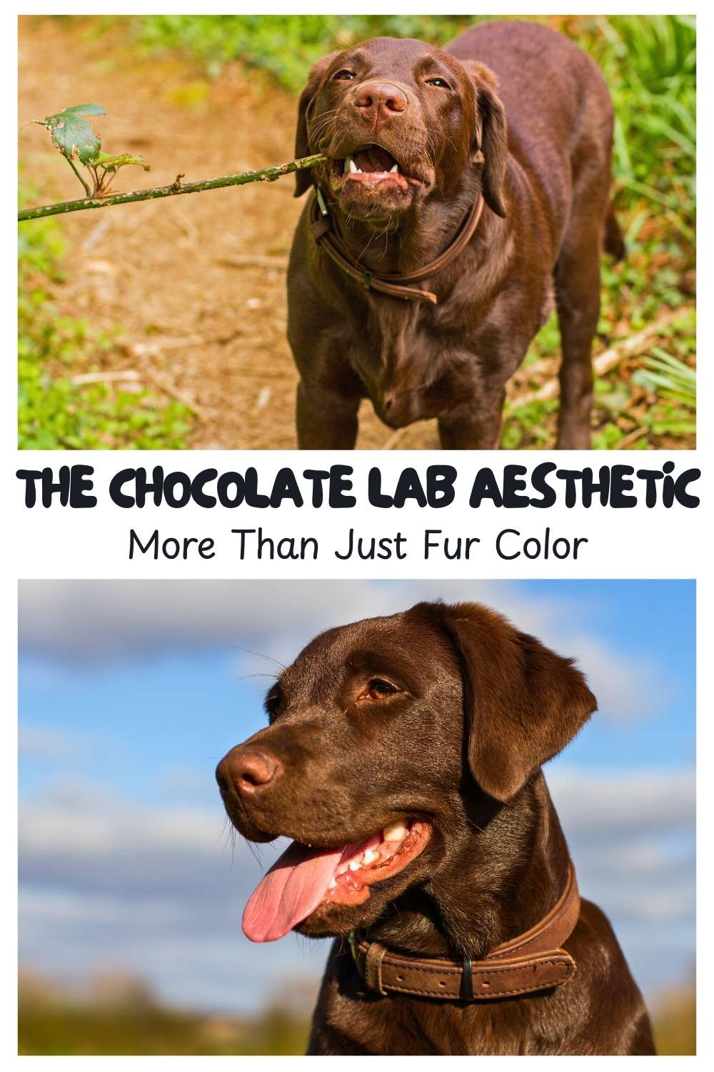 Chocolate Lab - Your Guide To The Chocolate Labrador Retriever