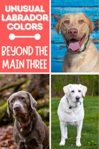 Labrador Colors - The Secrets of Labrador Color Inheritance