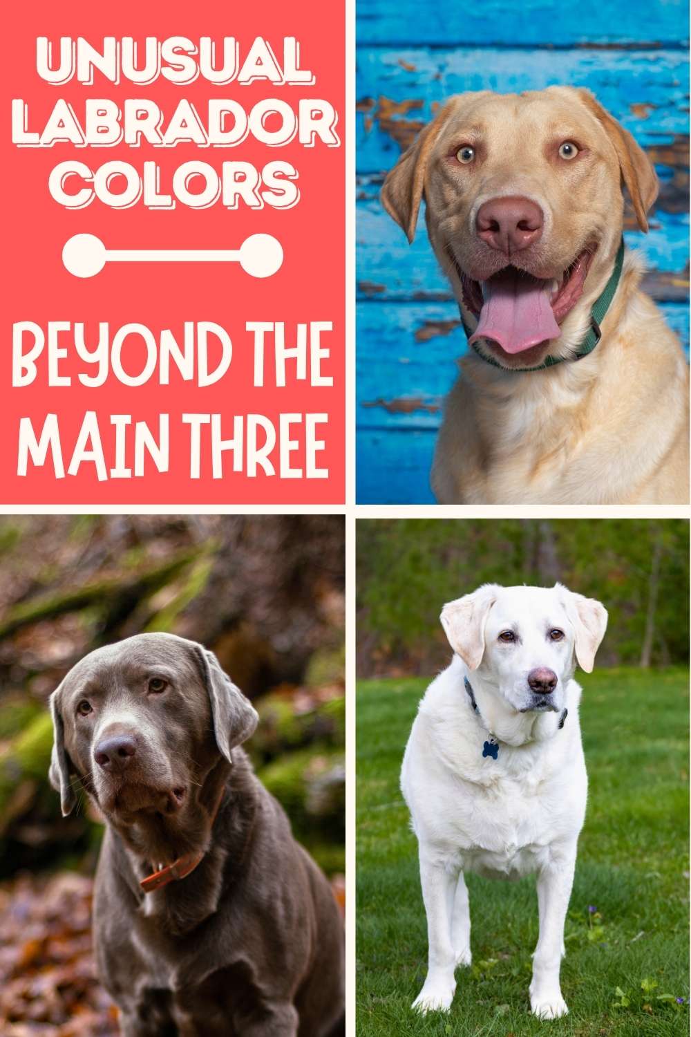 Labrador Colors - The Secrets of Labrador Color Inheritance