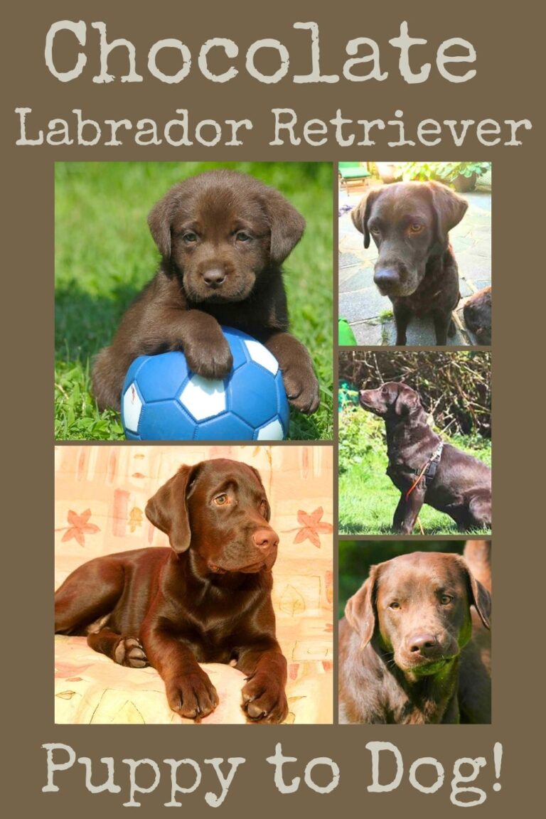 Chocolate Lab - Your Guide To The Chocolate Labrador Retriever