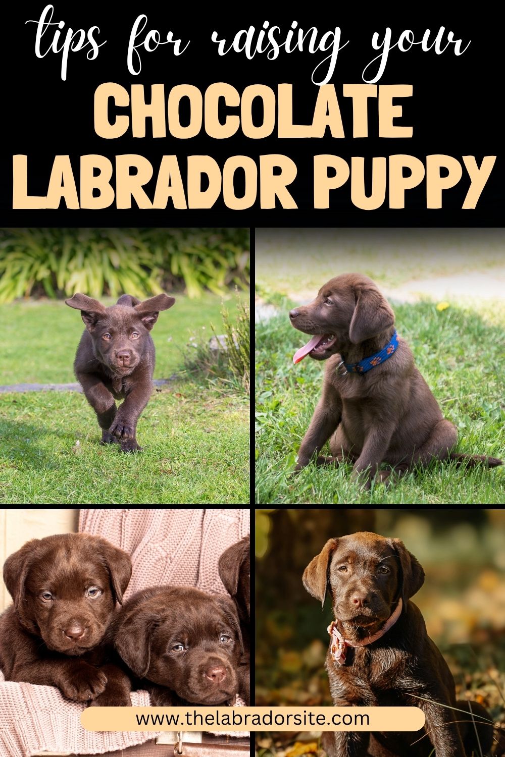 Chocolate Lab - Your Guide To The Chocolate Labrador Retriever